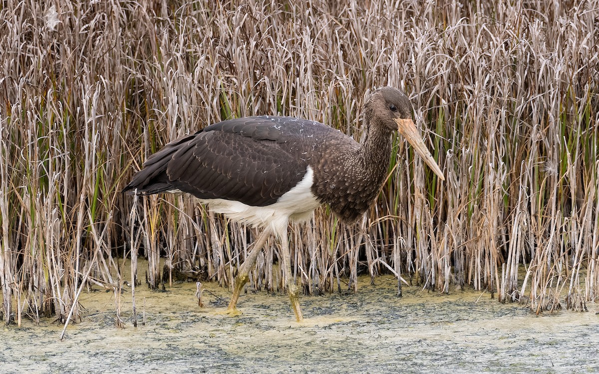 eBird Checklist - 29 Jul 2025 - Boyton Hall Farm/Mill Lane - 14 species