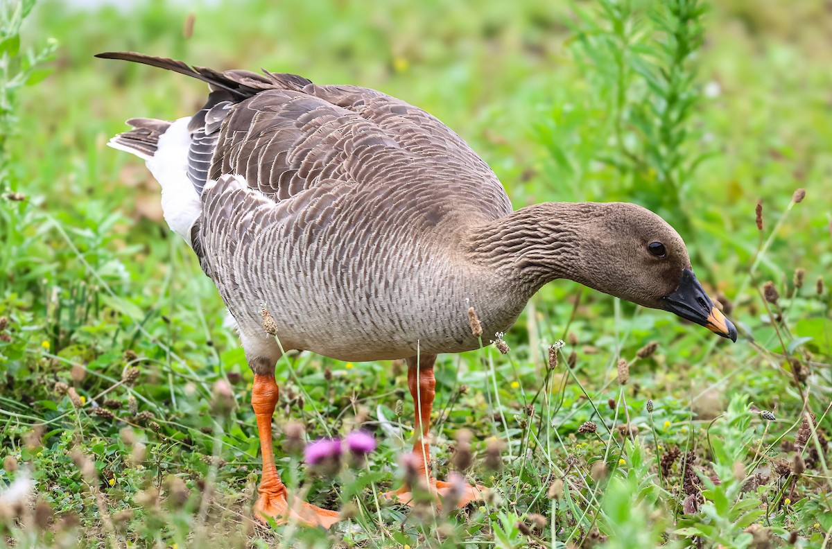 eBird Checklist - 24 Jul 2025 - WWT Slimbridge Wetland Centre - 42 species