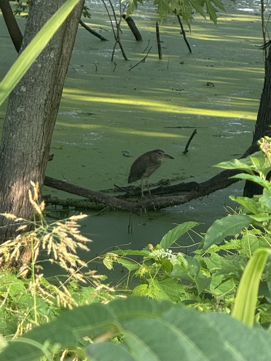 eBird Checklist - 30 Jul 2025 - Gilmore Ponds MetroPark (do not walk ...