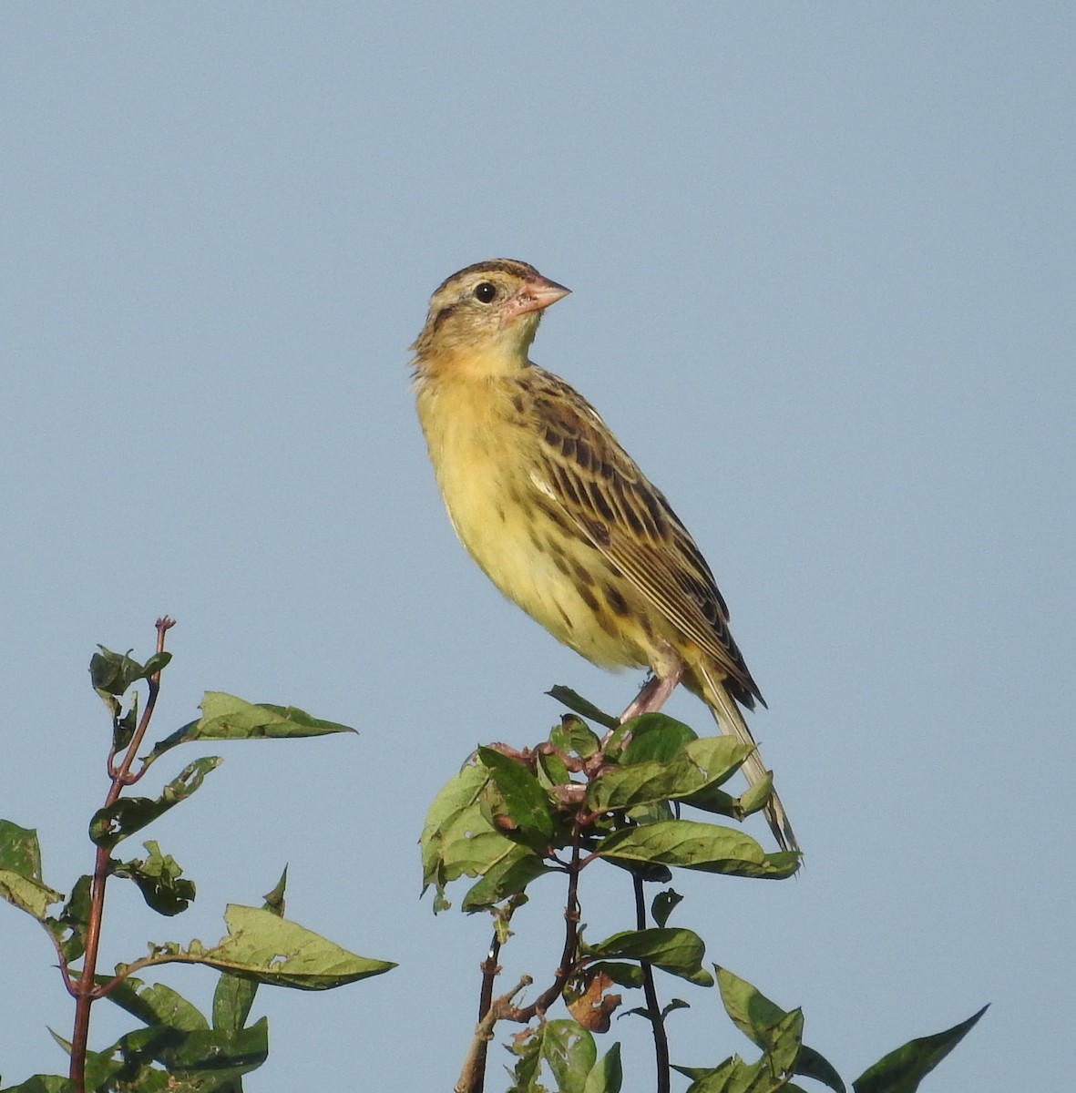 eBird Checklist - 30 Jul 2025 - Lincoln -Cosby Road - 11 species