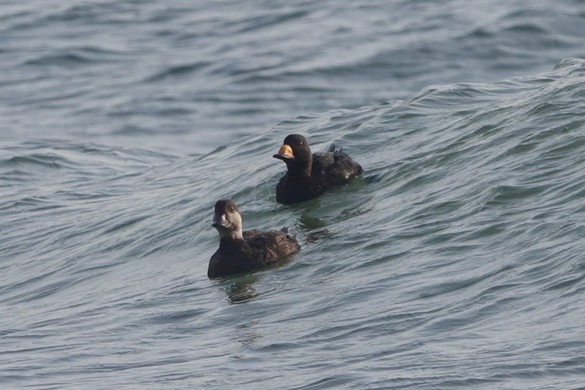 eBird Checklist - 27 Jul 2025 - **Back Bay NWR - 27 species