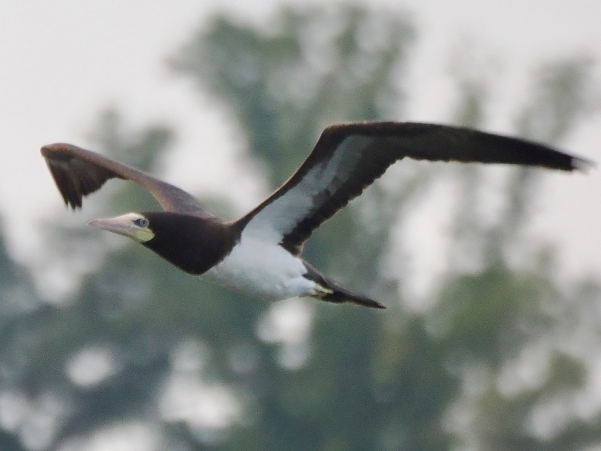 eBird Checklist - 29 Jul 2025 - Hatchie NWR--O'Neal Lake - 42 species