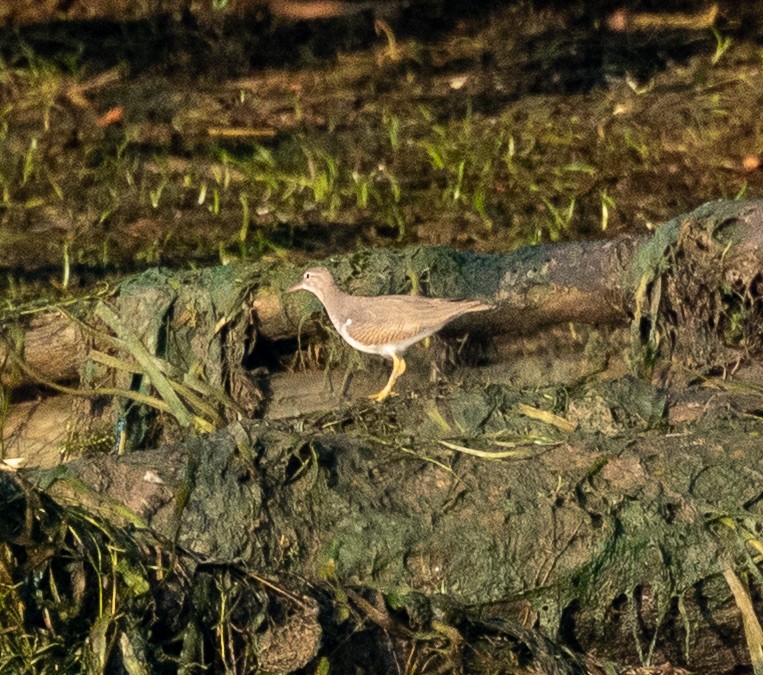 eBird Checklist - 30 Jul 2025 - Swan Harbor Farm Park - 38 species