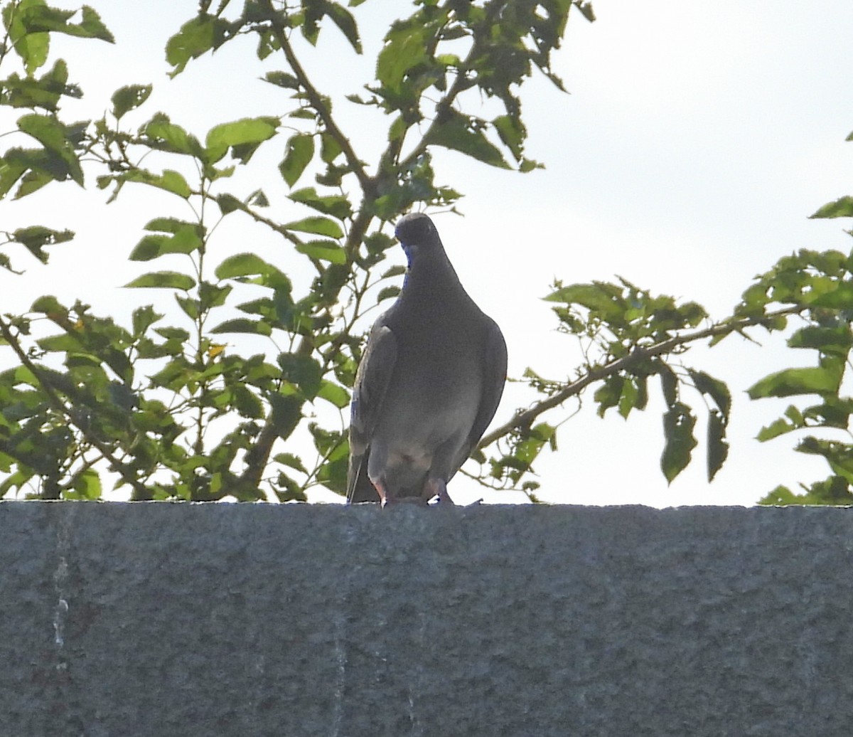 eBird Checklist - 30 Jul 2025 - Fort Carroll Sanctuary - 11 species