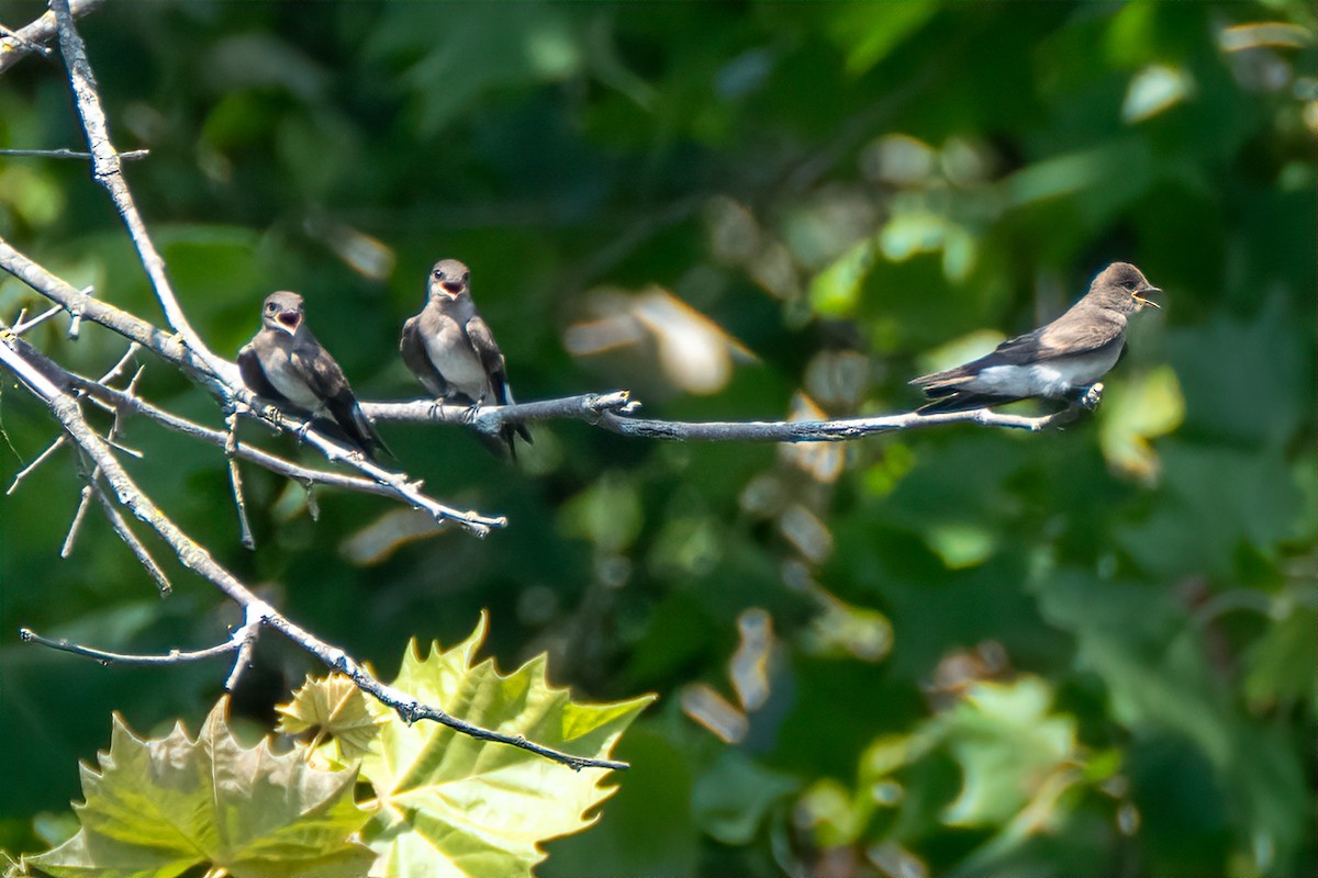 eBird Checklist - 30 Jul 2025 - Exton Walmart Wetlands - 3 species