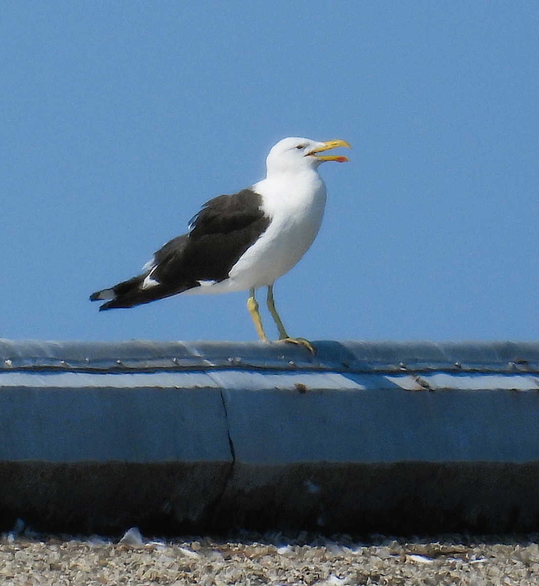 eBird Checklist - 28 Jul 2025 - stakeout Kelp Gull, Milwaukee (2025) - 5 species