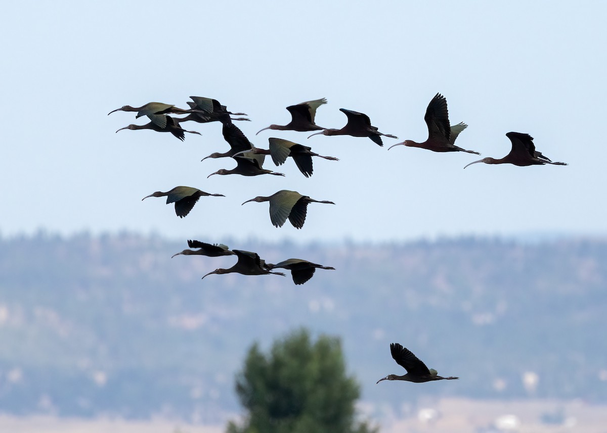 eBird Checklist - 29 Jul 2025 - Running W Cattle Ranch (restricted ...