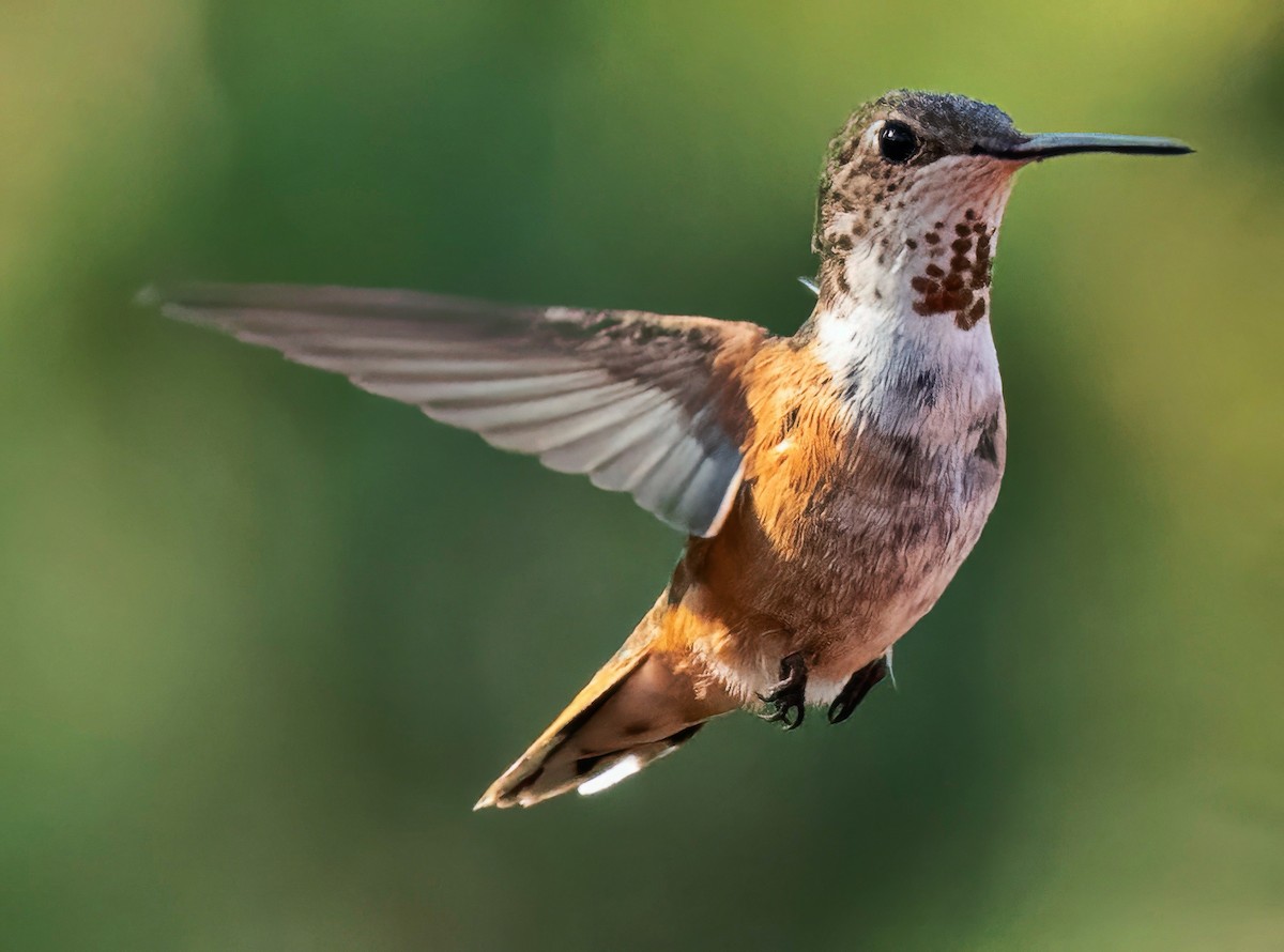 eBird Checklist - 30 Jul 2025 - 938 Colard Ln, Lyons US-CO 40.26393 ...