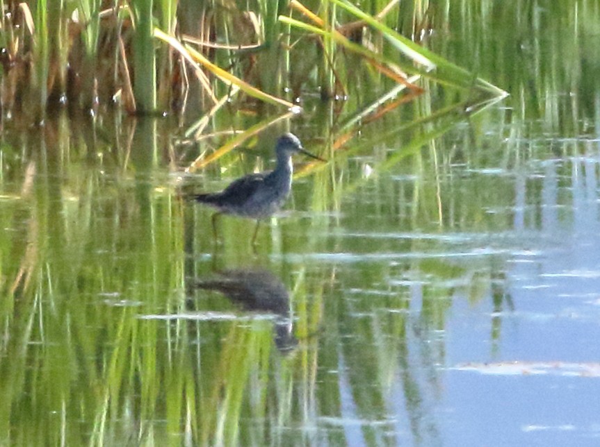 eBird Checklist - 28 Jul 2025 - Racetrack Pond - 20 species