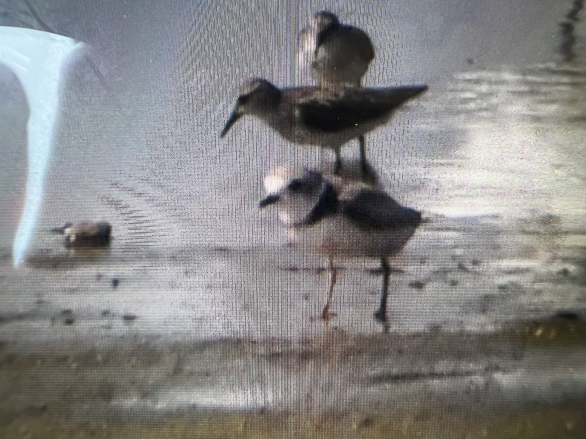 eBird Checklist - 30 Jul 2025 - Masonville Cove (Open Mon - Sat 9-4, Closed Sun) - 21 species