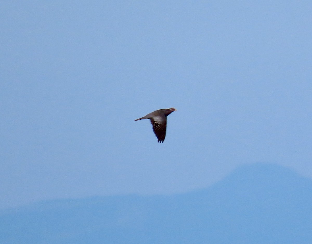 eBird Checklist - 29 Jul 2025 - Mountain View 4x4 Trailhead (Migration ...