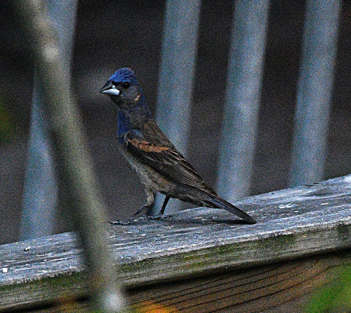 eBird Checklist - 29 Jul 2025 - Home, Kitty Hawk Bay Dr., Colington ...