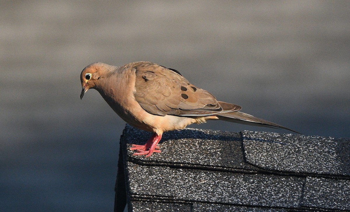 eBird Checklist - 30 Jul 2025 - Home, Kitty Hawk Bay Dr., Colington ...