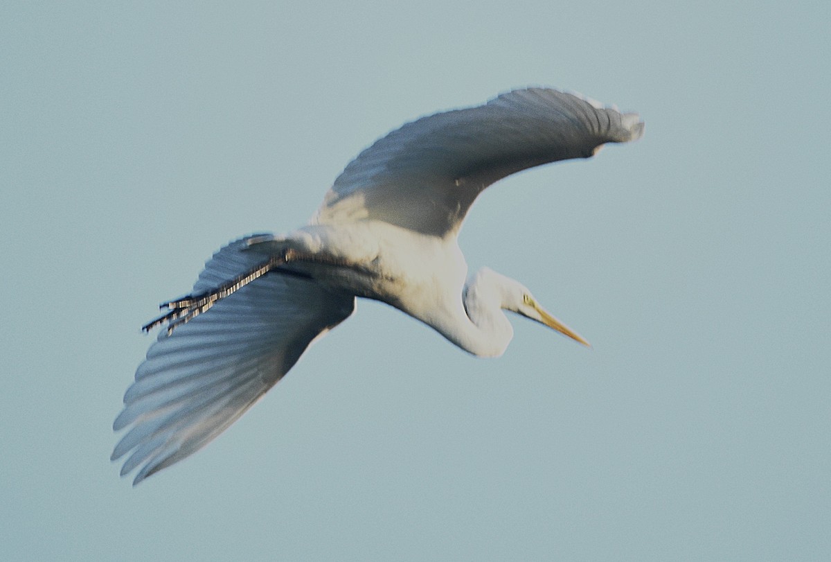 eBird Checklist - 30 Jul 2025 - Home, Kitty Hawk Bay Dr., Colington ...