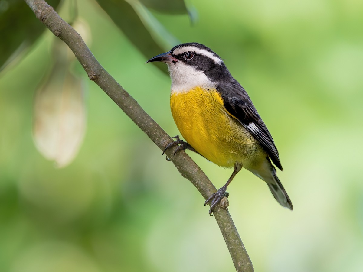 Bananaquit - Coereba flaveola - Birds of the World