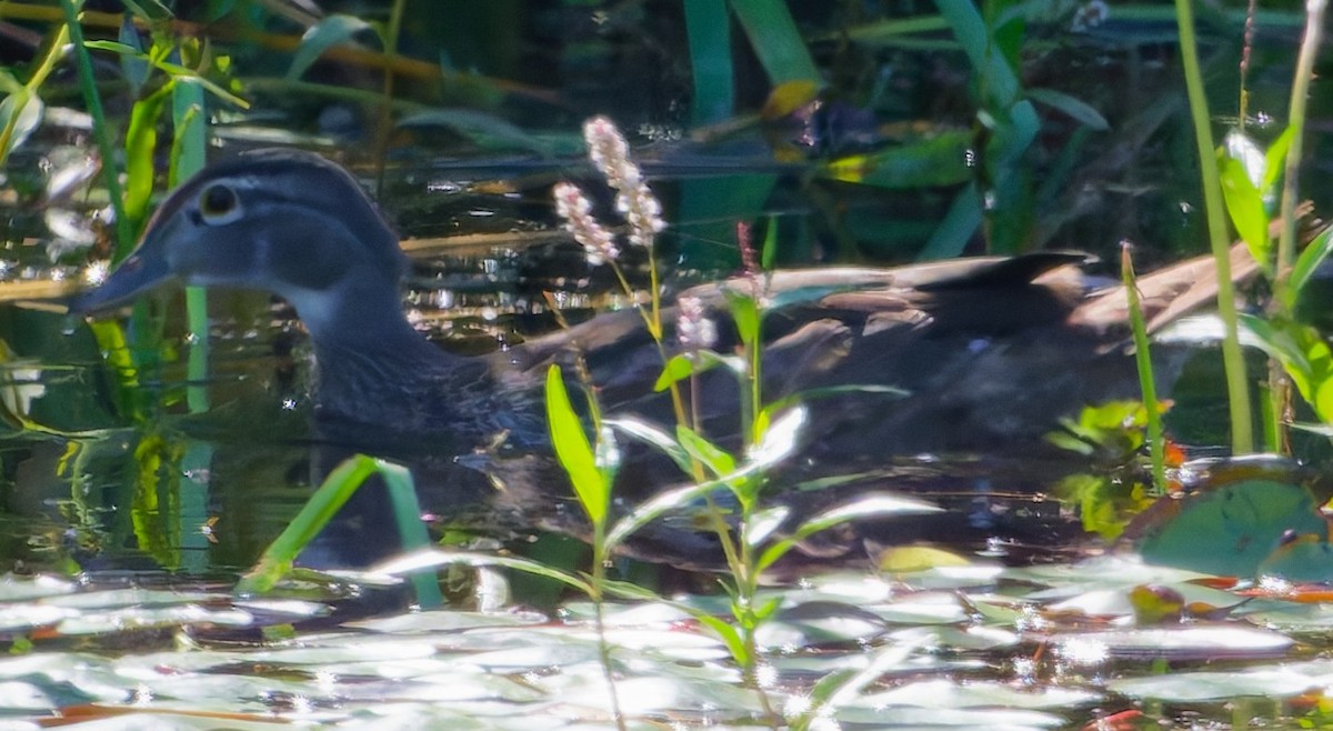 eBird Checklist - 30 Jul 2025 - Billy Frank Jr. Nisqually NWR - 48 ...