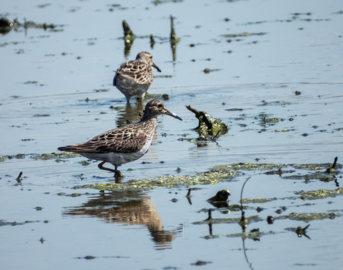 eBird Checklist - 30 Jul 2025 - Loxahatchee NWR - 27 species