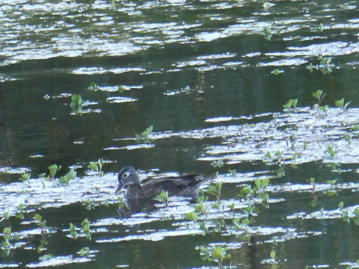 eBird Checklist - 30 Jul 2025 - American River Parkway behind condo ...