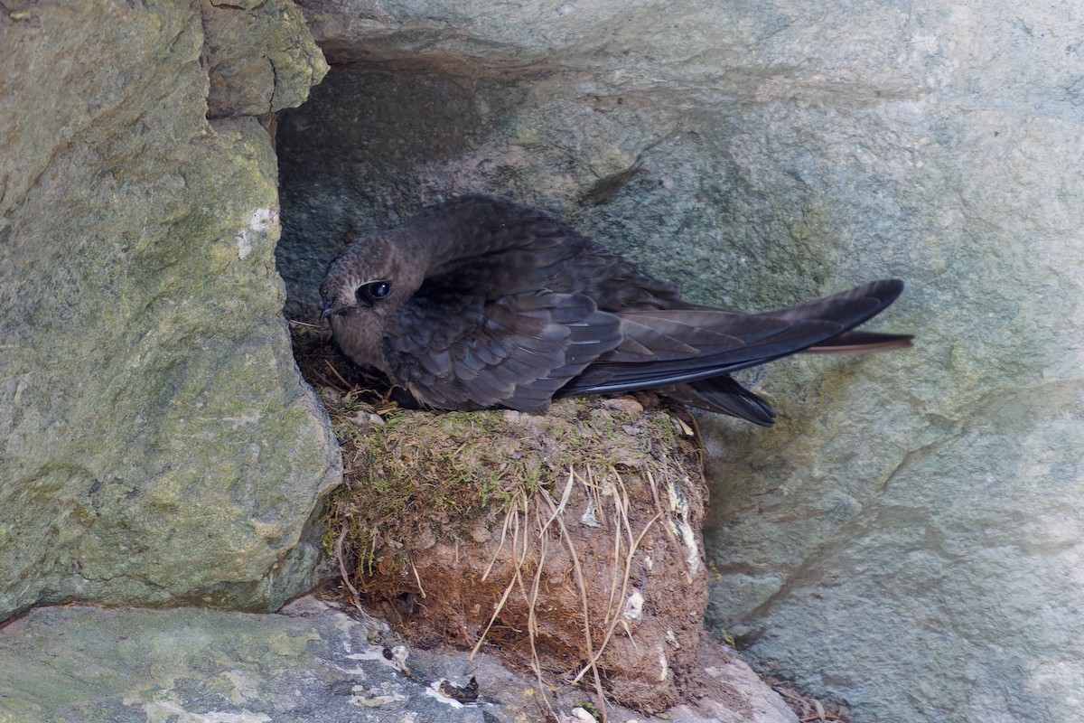 ML639619417 - Black Swift - Macaulay Library