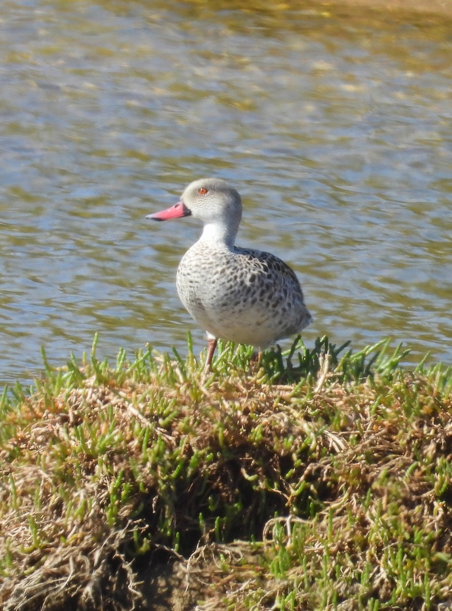 eBird Checklist - 31 Jul 2025 - Swakop River Mouth - 14 species