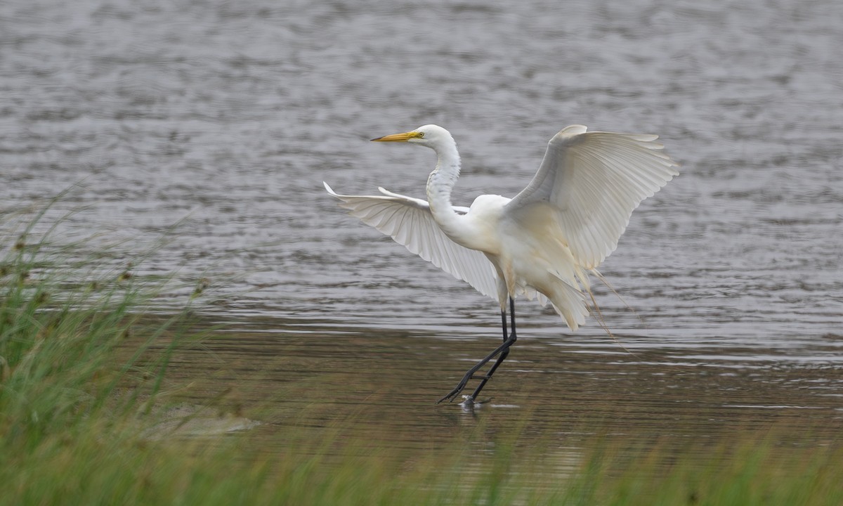 eBird Checklist - 30 Jul 2025 - Rodeo Lagoon (including beach and ...