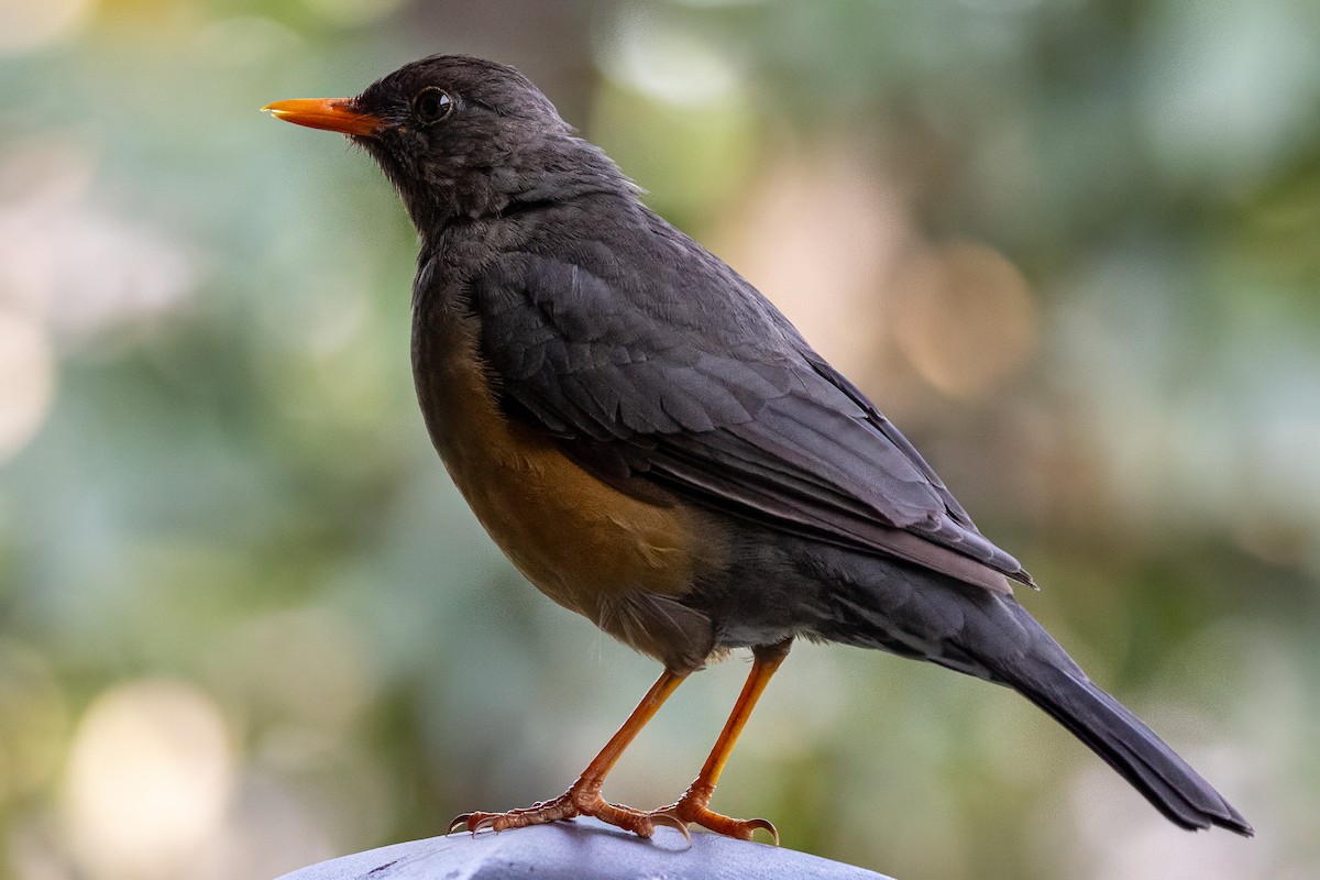 eBird Checklist - 24 Jul 2025 - Hyatt Regency Addis Ababa - 3 species