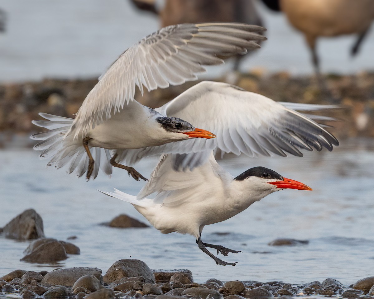 eBird Checklist - 31 Jul 2025 - The Landing, Dobbs Ferry - 15 species ...