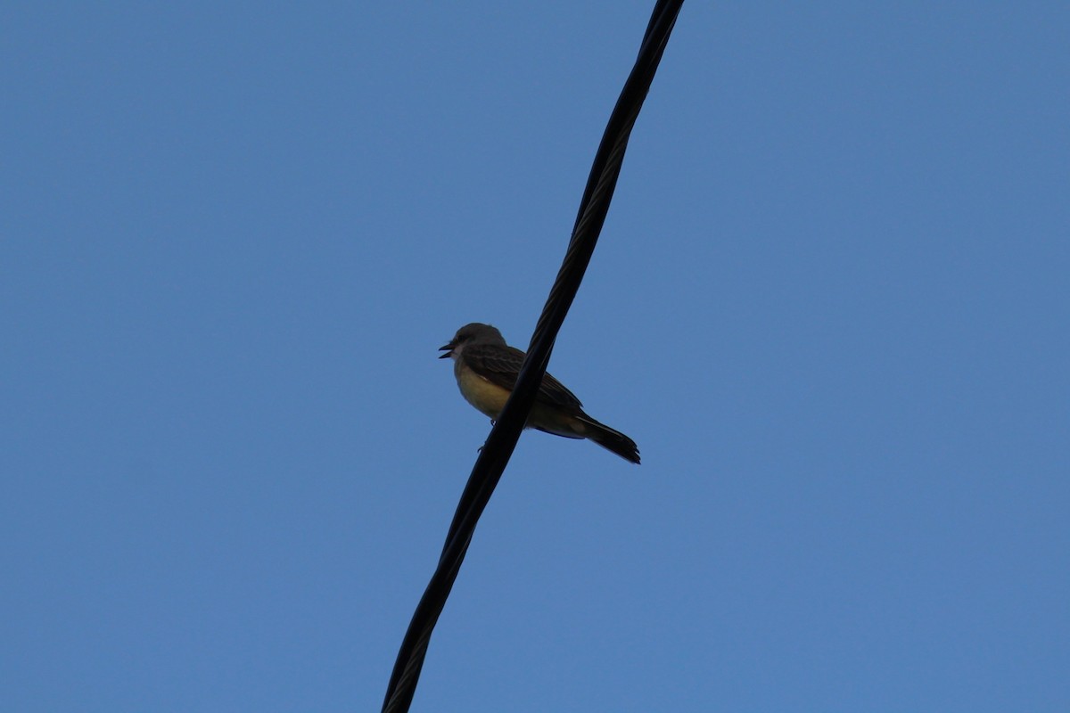 eBird Checklist - 30 Jul 2025 - 102 N 100 W, Blackfoot US-ID 43.21342 ...