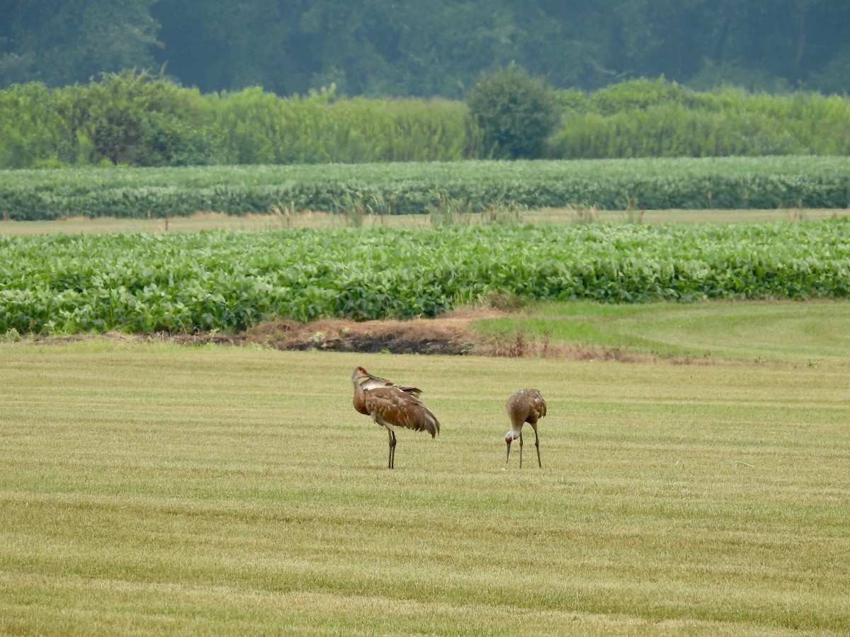 eBird Checklist - 31 Jul 2025 - Pine Island Turf Nursery - 24 species