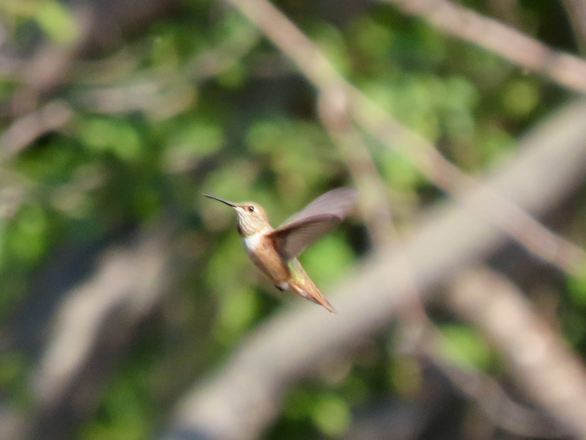 eBird Checklist - 30 Jul 2025 - Lair O' the Bear Park - 28 species