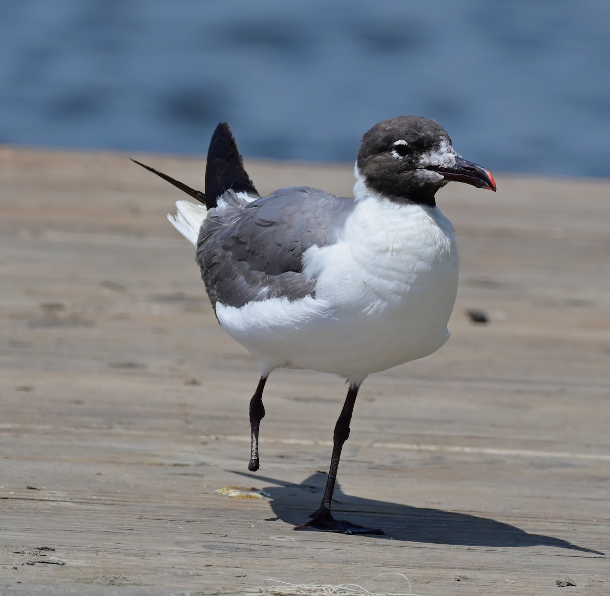 eBird Checklist - 29 Jul 2025 - Fort Fisher--Federal Point/The Rocks ...