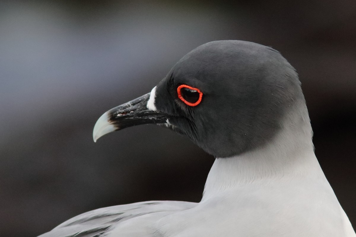 eBird Checklist - 22 Jul 2025 - Seymour norte (senderos y alrededores ...