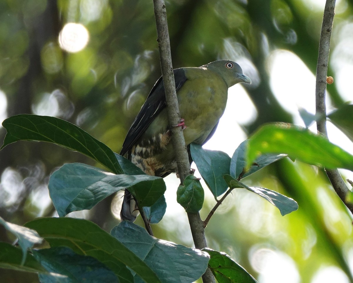 eBird Checklist - 29 Feb 2020 - Taman Botani Negara Shah Alam - 18 species