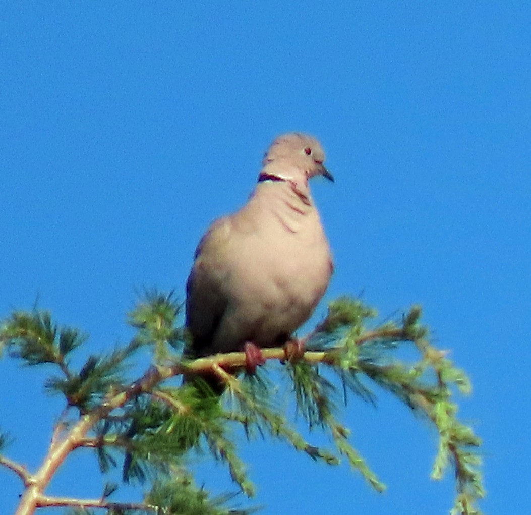 eBird Checklist - 31 Jul 2025 - Dallas Retirement Village - 5 species