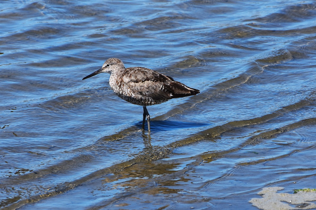 eBird Checklist - 31 Jul 2025 - Tokeland--marina - 22 species (+2 other ...