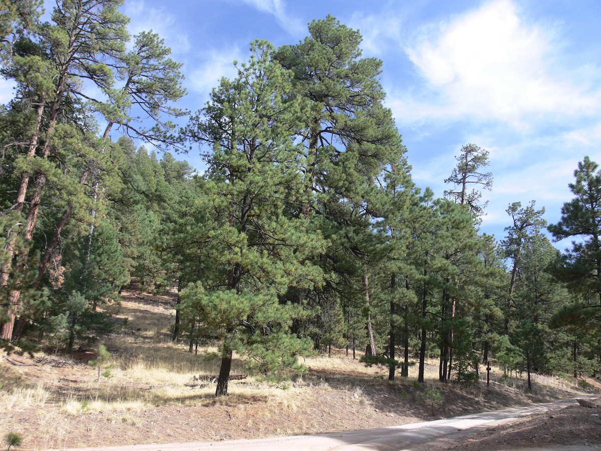 Cave Creek Canyon--Ash Spring Trail #247A - Cochise, Arizona, US ...