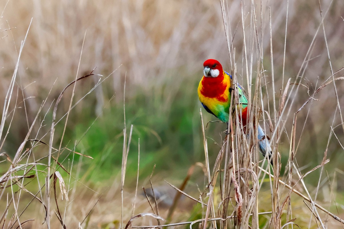 eBird Checklist - 1 Aug 2025 - Parker St and Track Below Henry Joppich ...