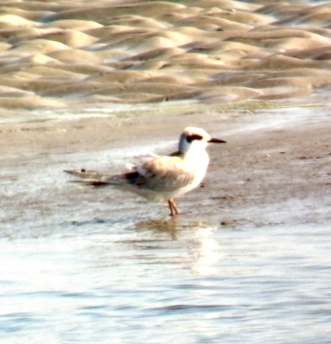 eBird Checklist - 1 Aug 2025 - Wells Harbor--Marshes and Beach - 20 species