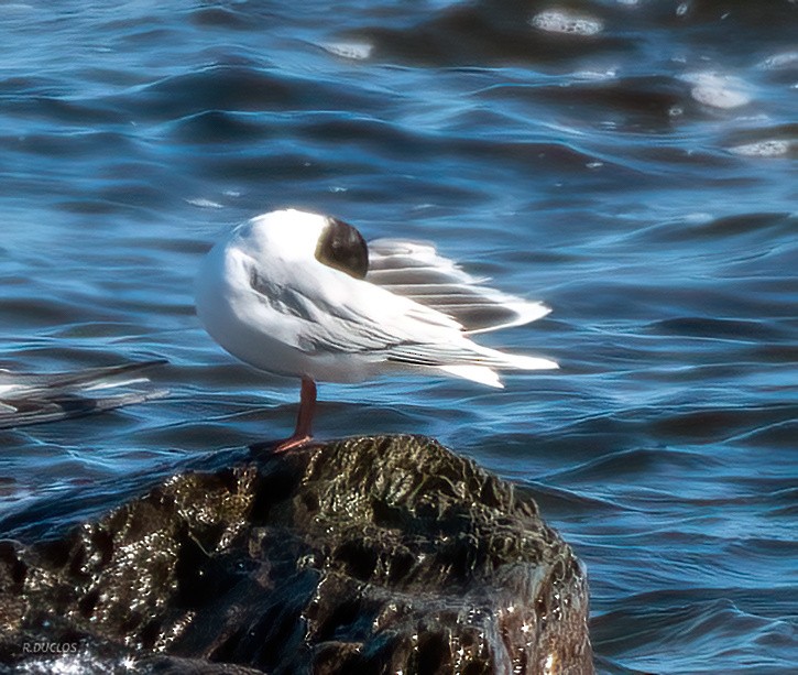 eBird Checklist - 31 Jul 2025 - 30 Rue Rochette, Petit-Rocher CA-NB (47 ...
