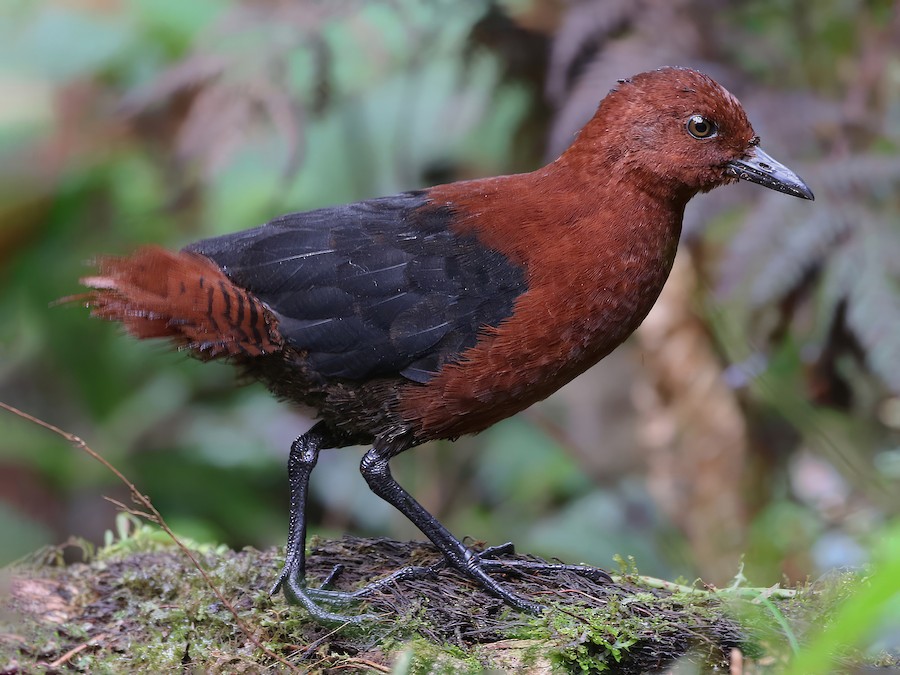Forbes's Forest Rail - eBird
