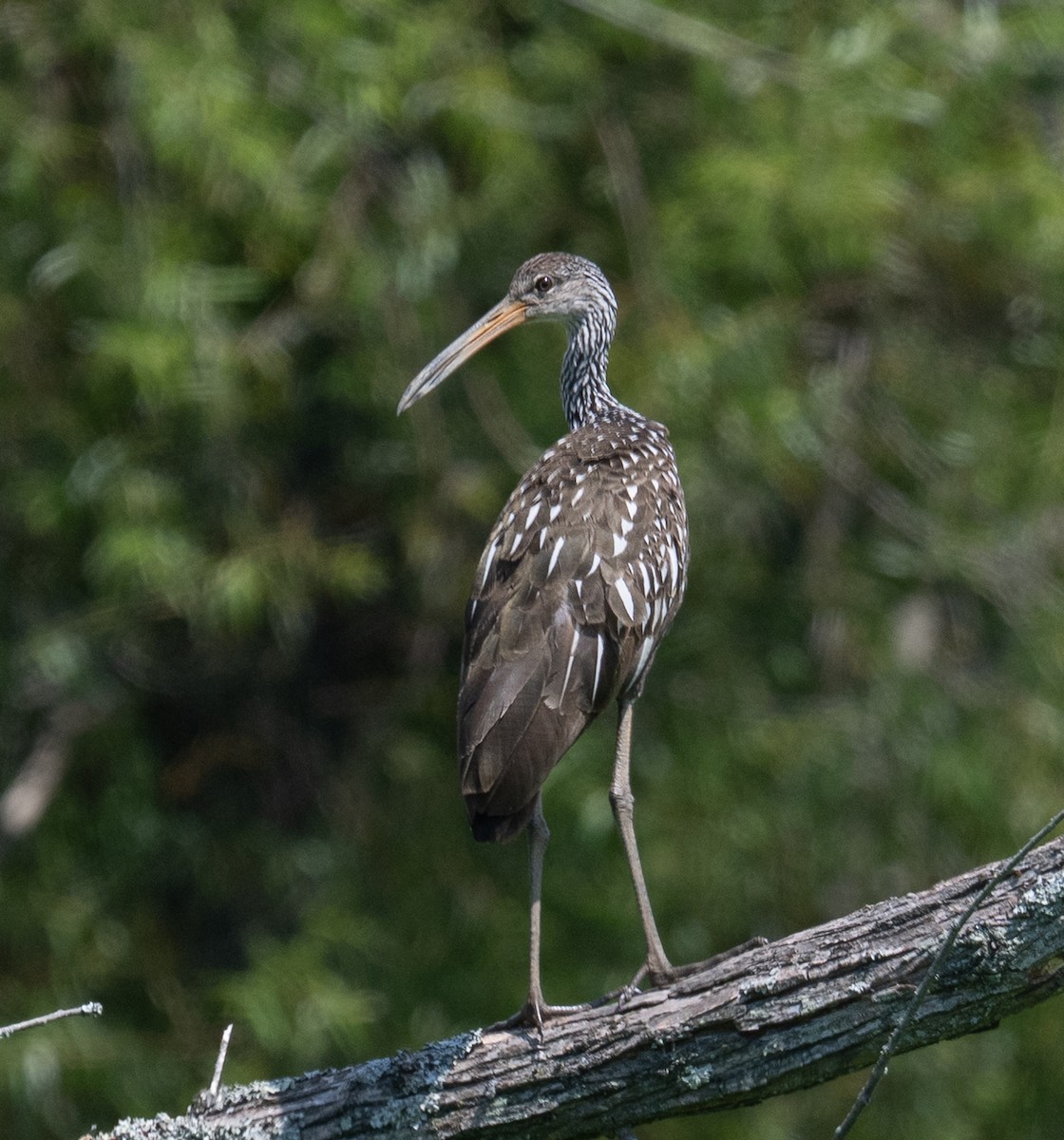 eBird Checklist - 1 Aug 2025 - Eighteenmile Creek at Fants Grove Road ...