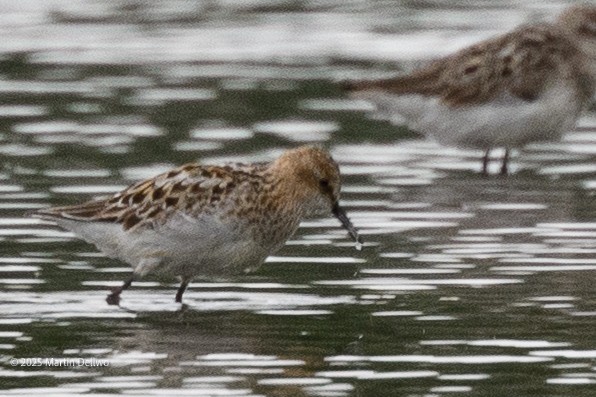 ML639673021 - Little Stint - Macaulay Library