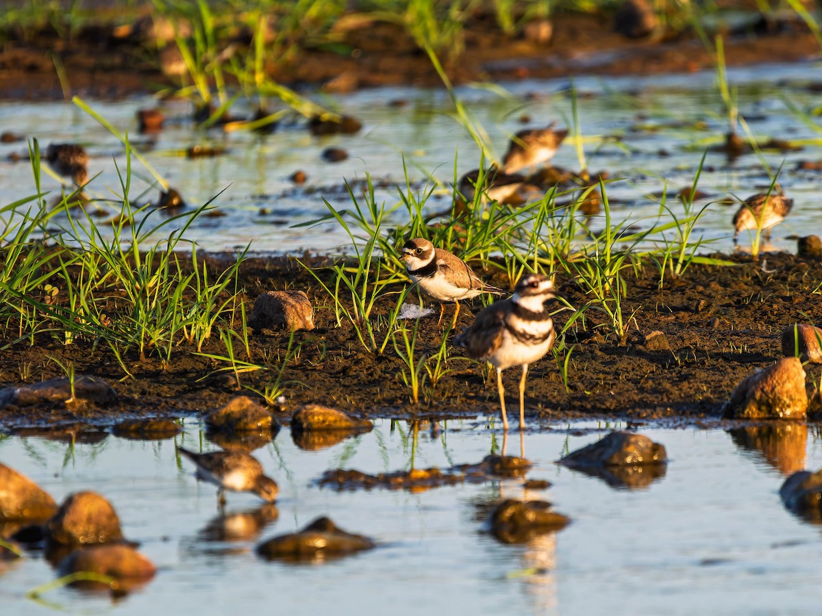 eBird Checklist - 1 Aug 2025 - Glendale Recharge Ponds - 24 species