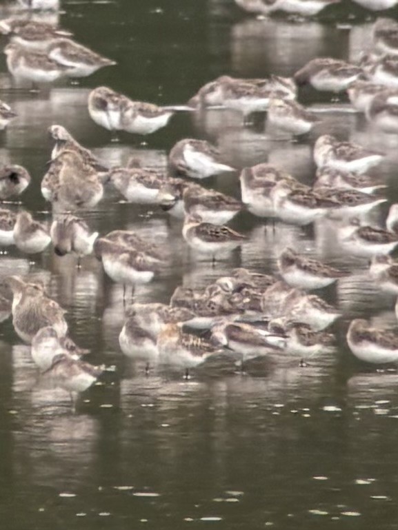 Pennsylvania Bird Atlas Checklist - 1 Aug 2025 - John Heinz NWR--impoundment (Philadelphia Co ...