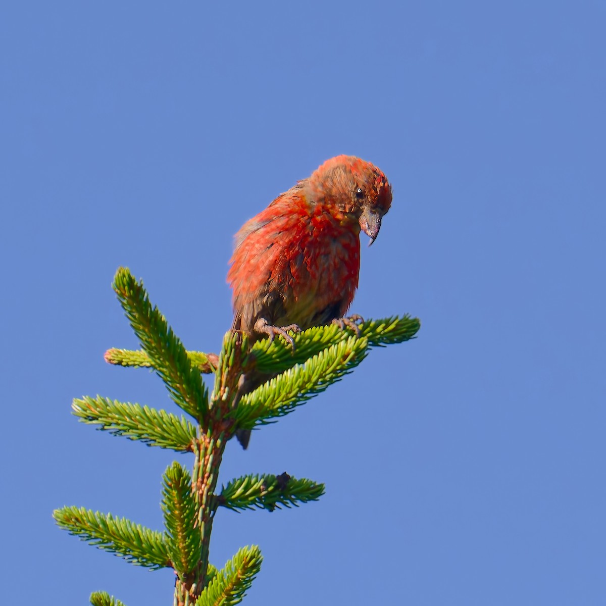 ML639679734 - Red Crossbill - Macaulay Library