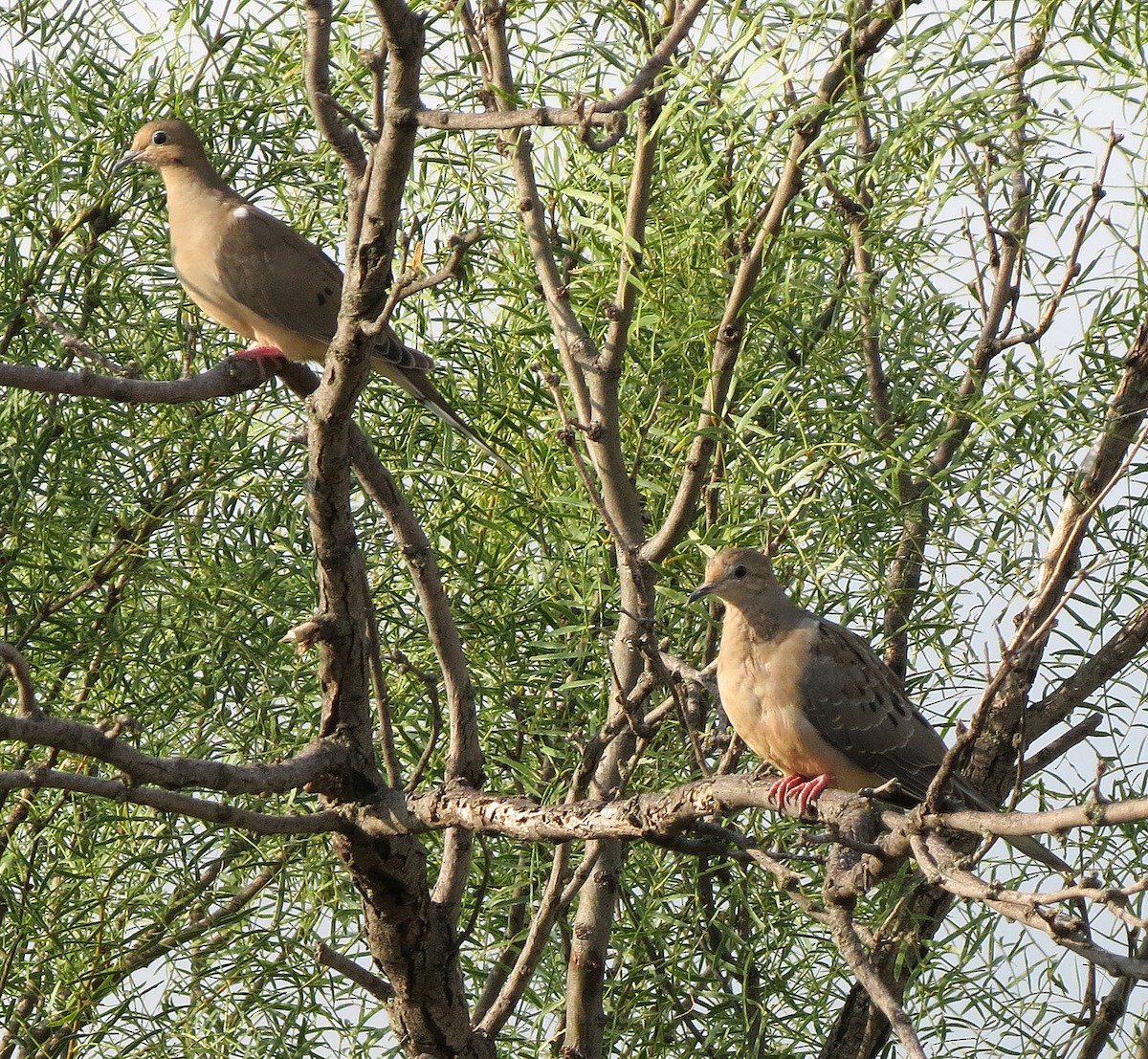 eBird Checklist - 1 Aug 2025 - Mark Dewitt place, N and E boundaries - 14 species