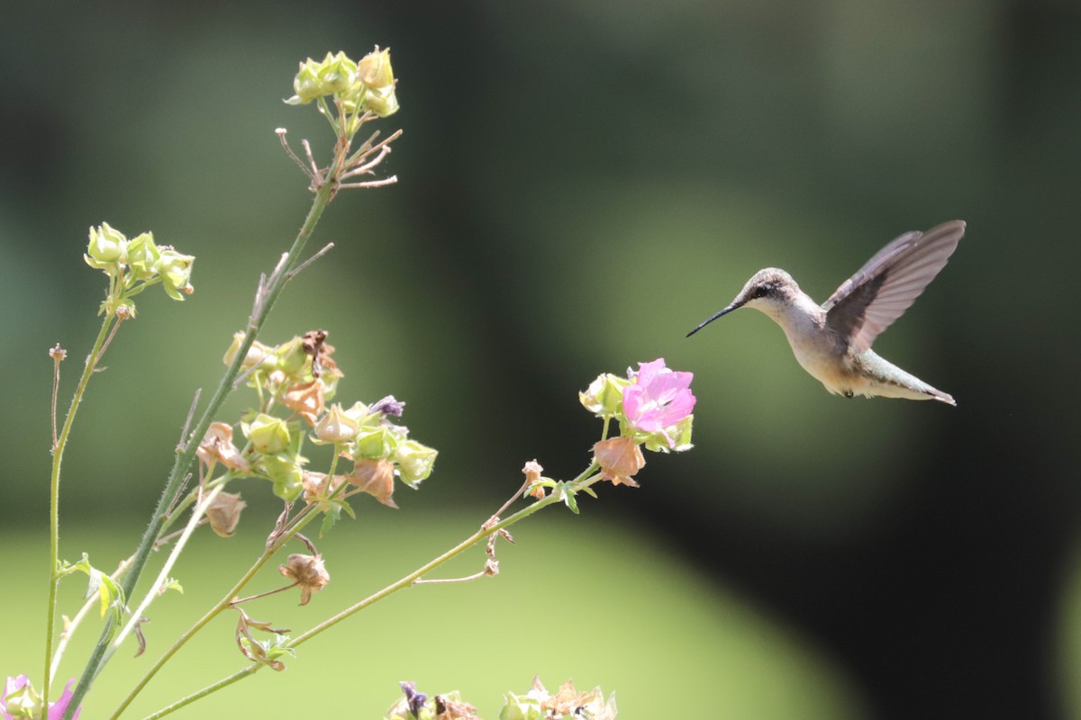 Pennsylvania Bird Atlas Checklist - 1 Aug 2025 - 399 Upper Georges Valley Rd, Spring Mills US-PA ...