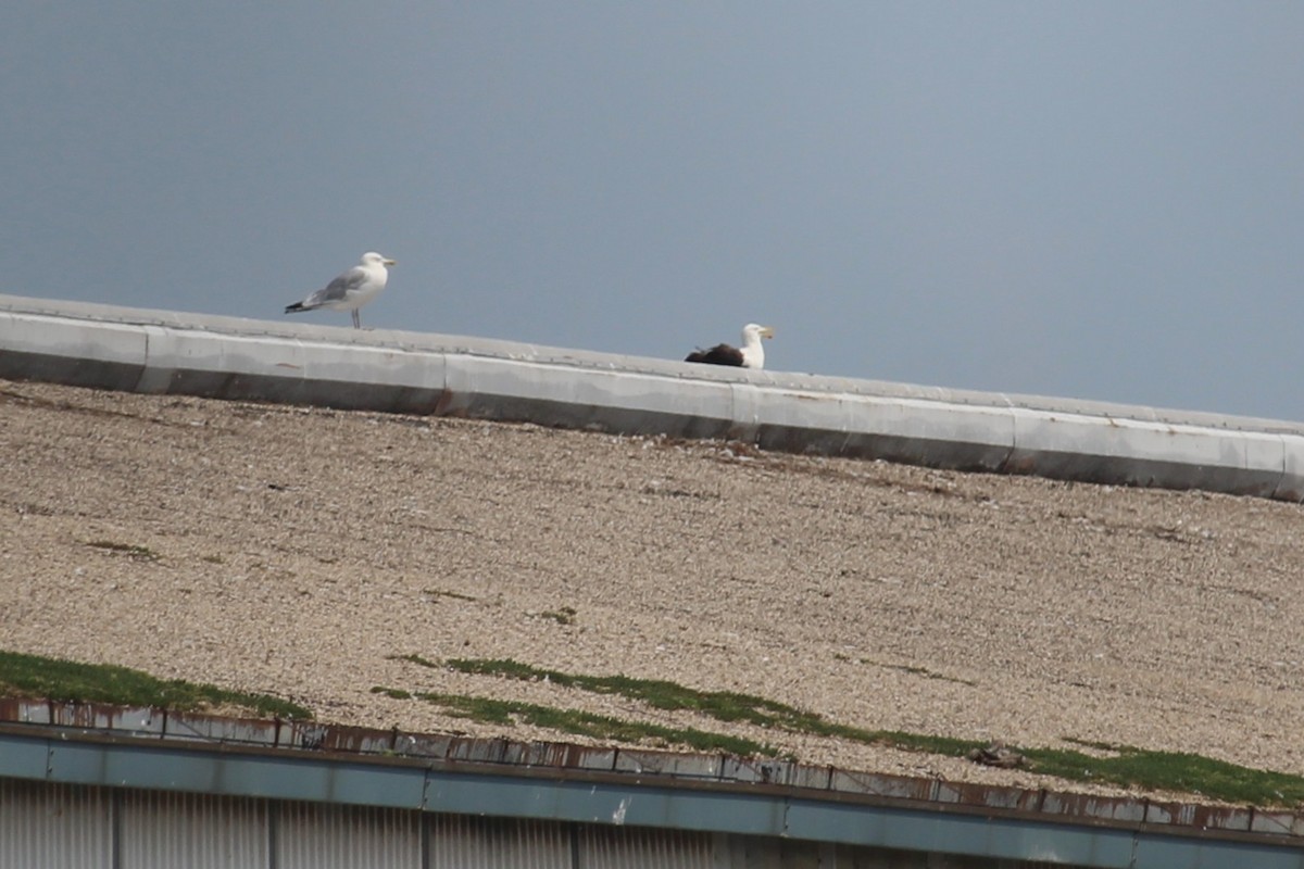 eBird Checklist - 1 Aug 2025 - stakeout Kelp Gull, Milwaukee (2025) - 3 species