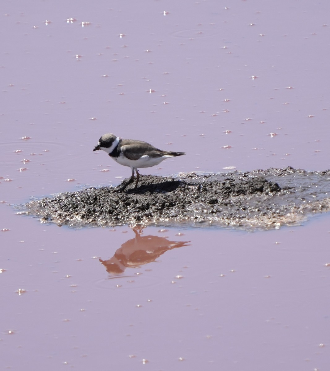 eBird Checklist - 1 Aug 2025 - Paloma Ranch - 11 species