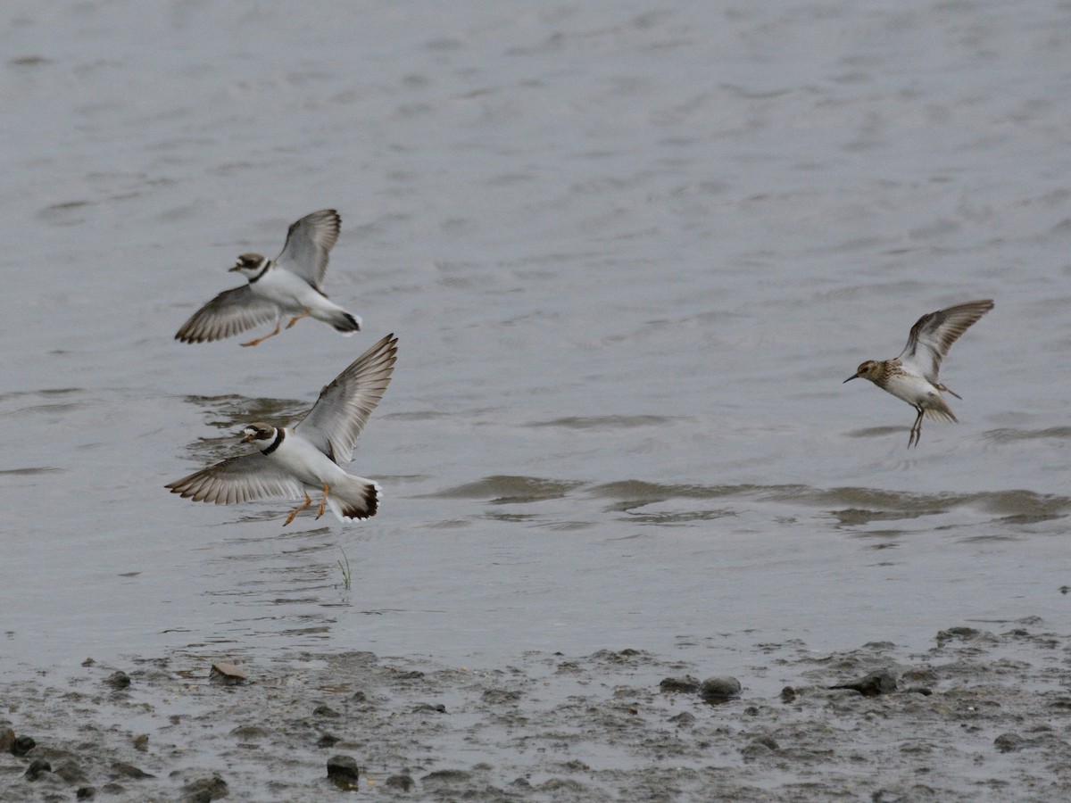 eBird Checklist - 1 Aug 2025 - Delaware River--Hog Island Rd. (Delaware ...